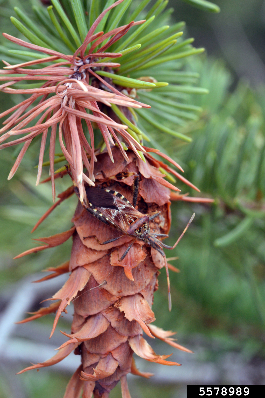 western conifer-seed bug (Leptoglossus occidentalis ) on Douglas-fir ...