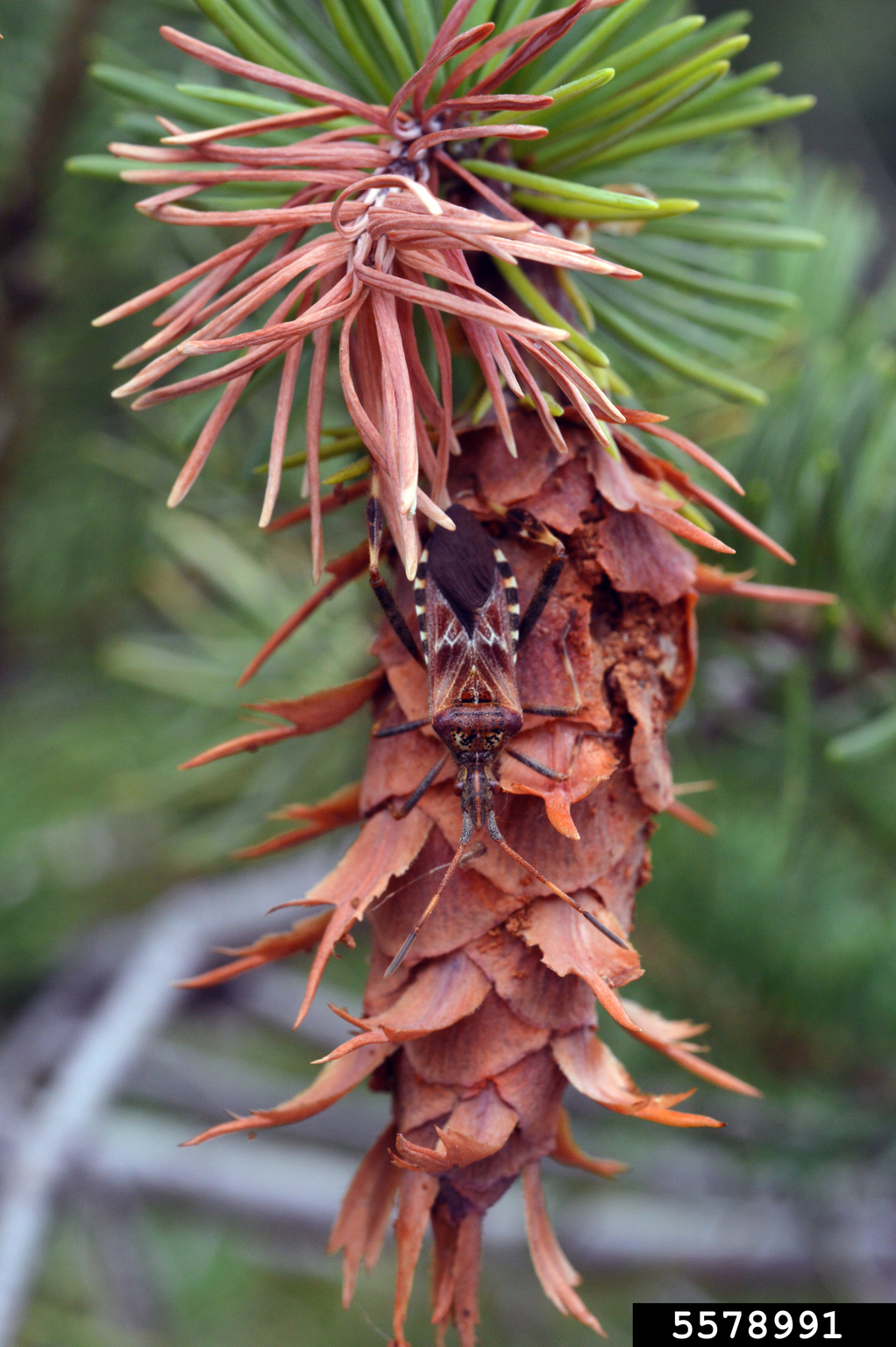 western conifer-seed bug (Leptoglossus occidentalis)