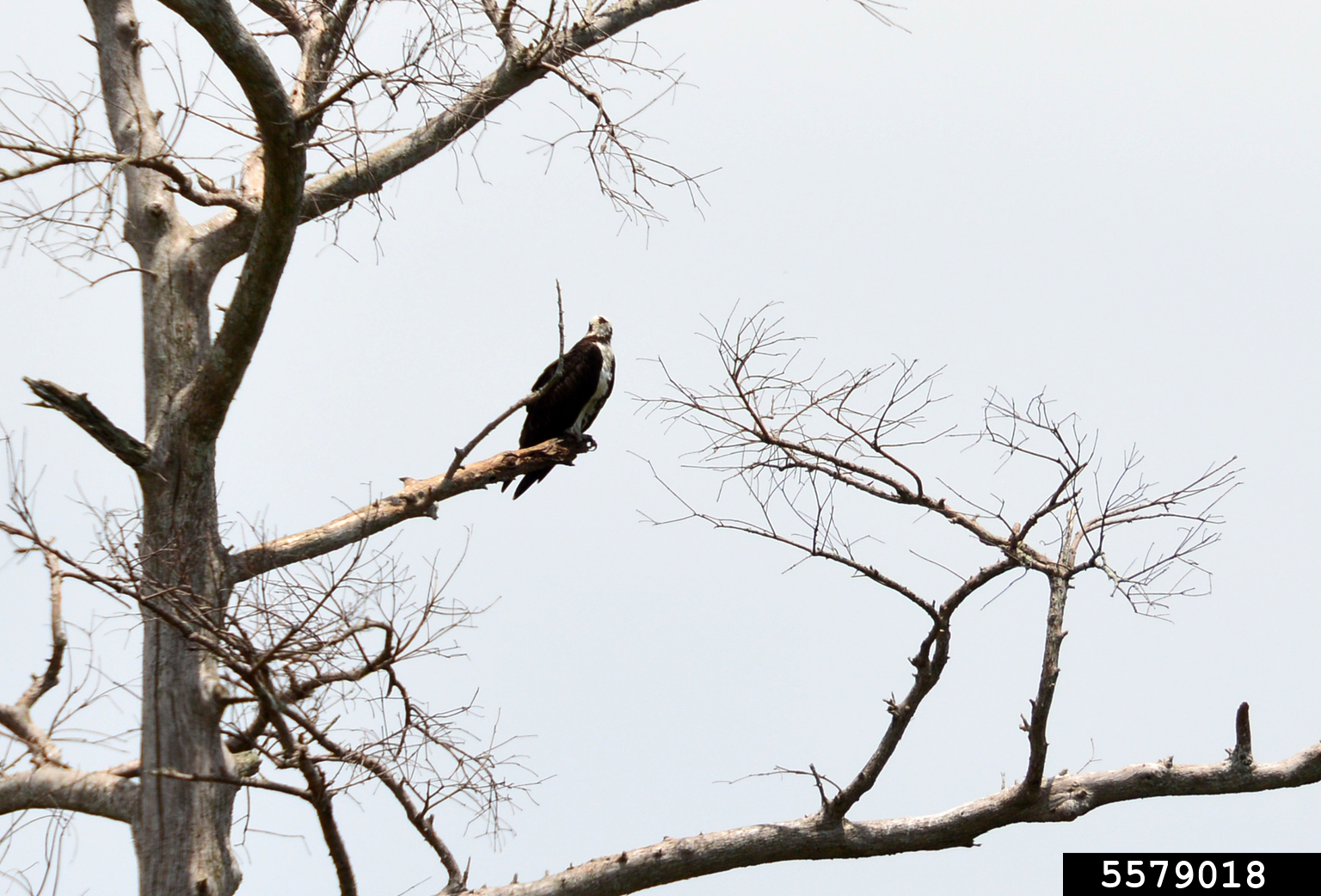 osprey (Pandion haliaetus (Linnaeus, 1758))
