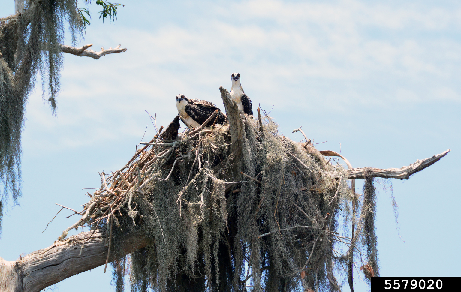 osprey (Pandion haliaetus)