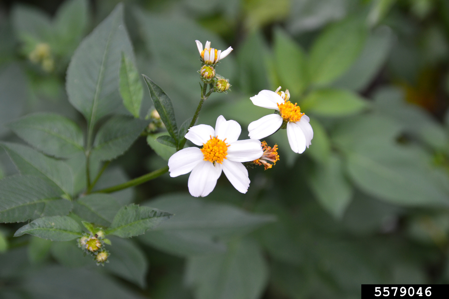 hairy beggarticks (Bidens pilosa)