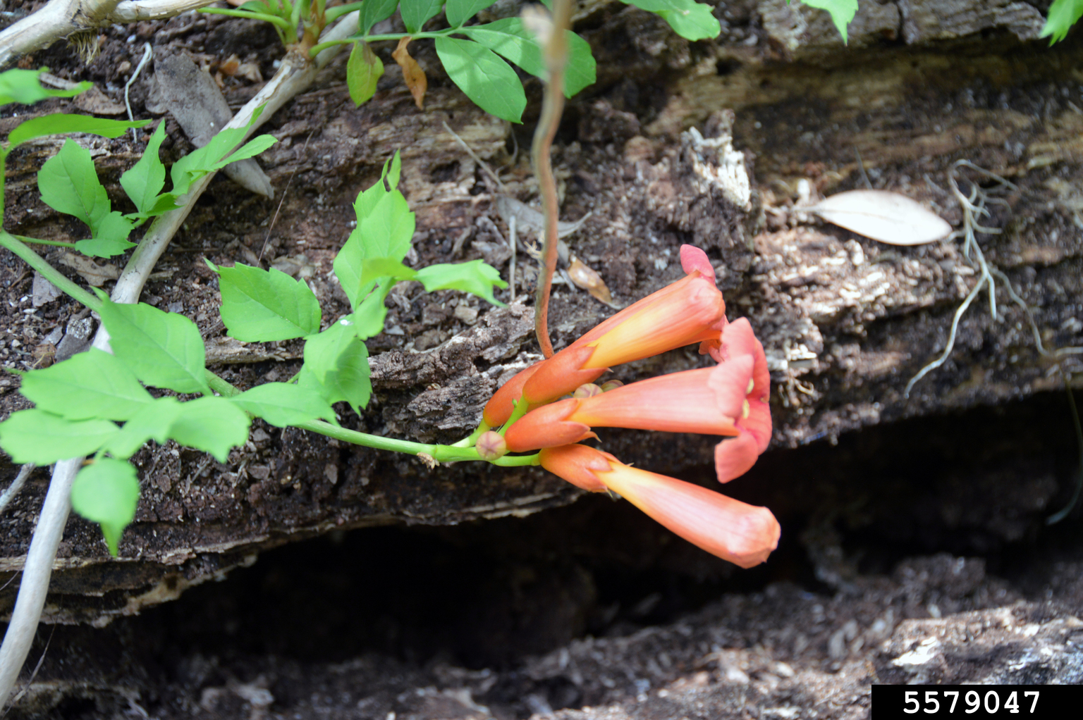 trumpet creeper (Campsis radicans (L.) Seem. ex Bureau)