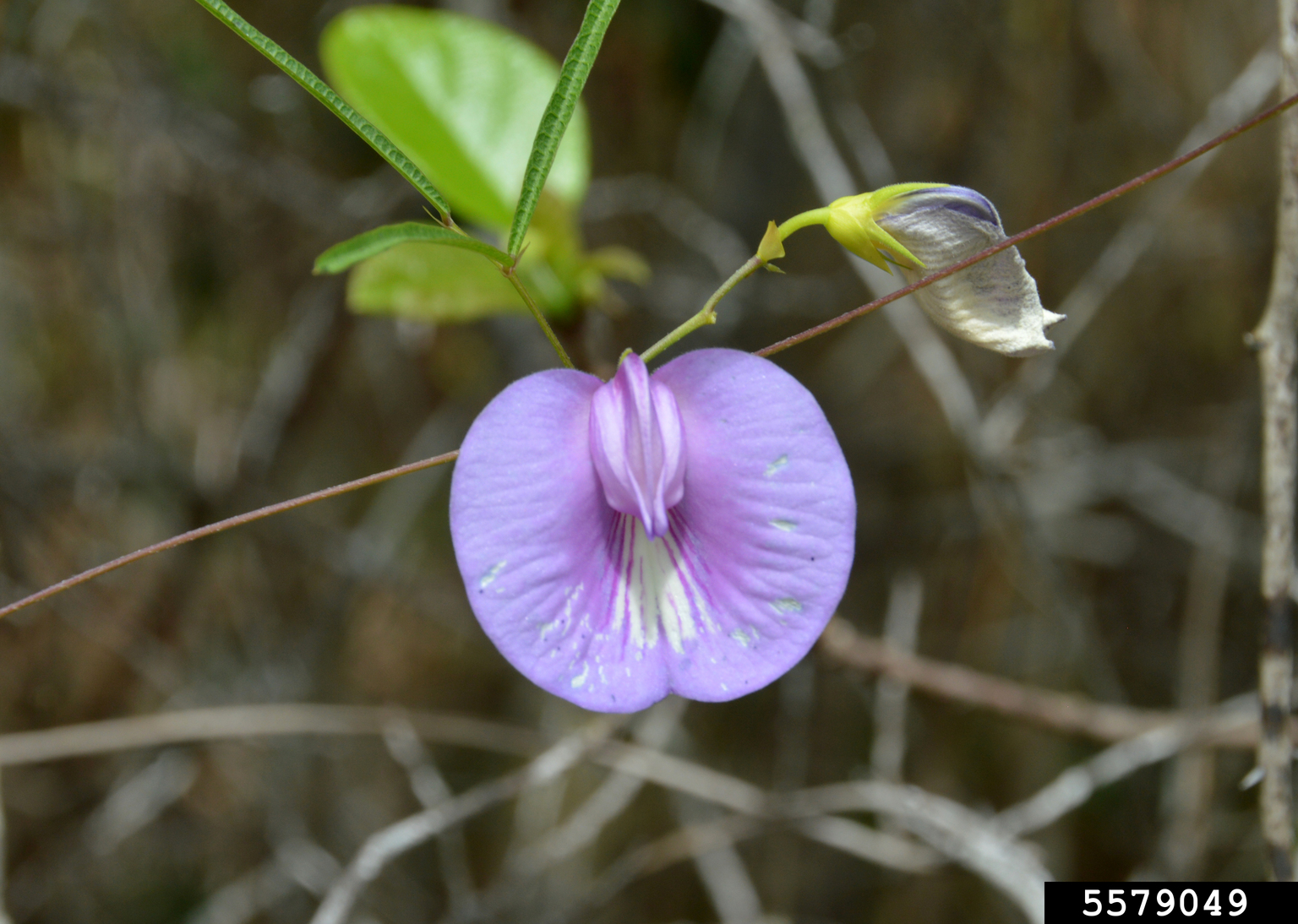 spurred butterfly pea (Centrosema virginianum (L.) Benth.)