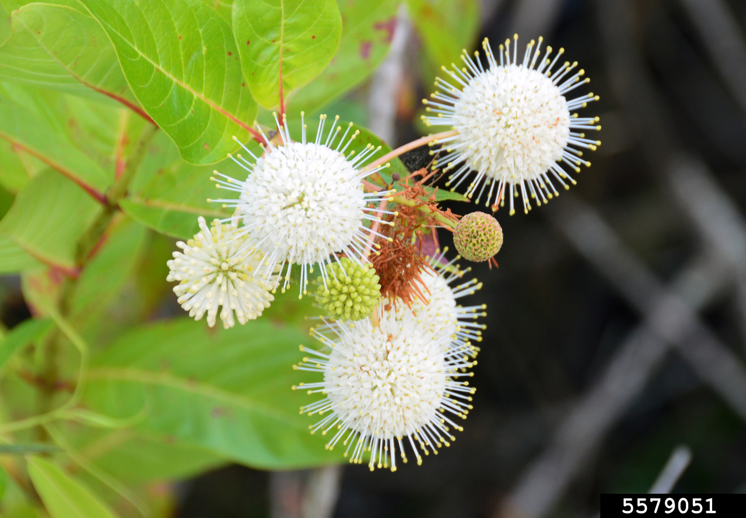 buttonbush (Cephalanthus occidentalis L.)