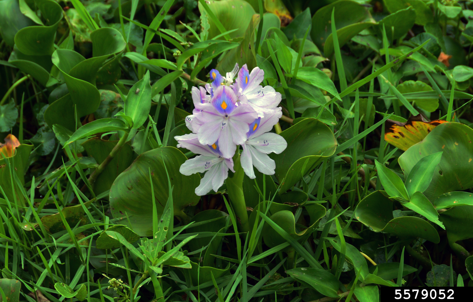 common water hyacinth (Eichhornia crassipes)