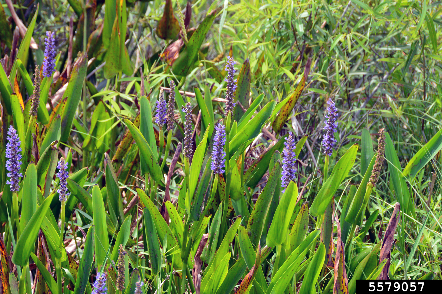 pickerelweed (Pontederia cordata)