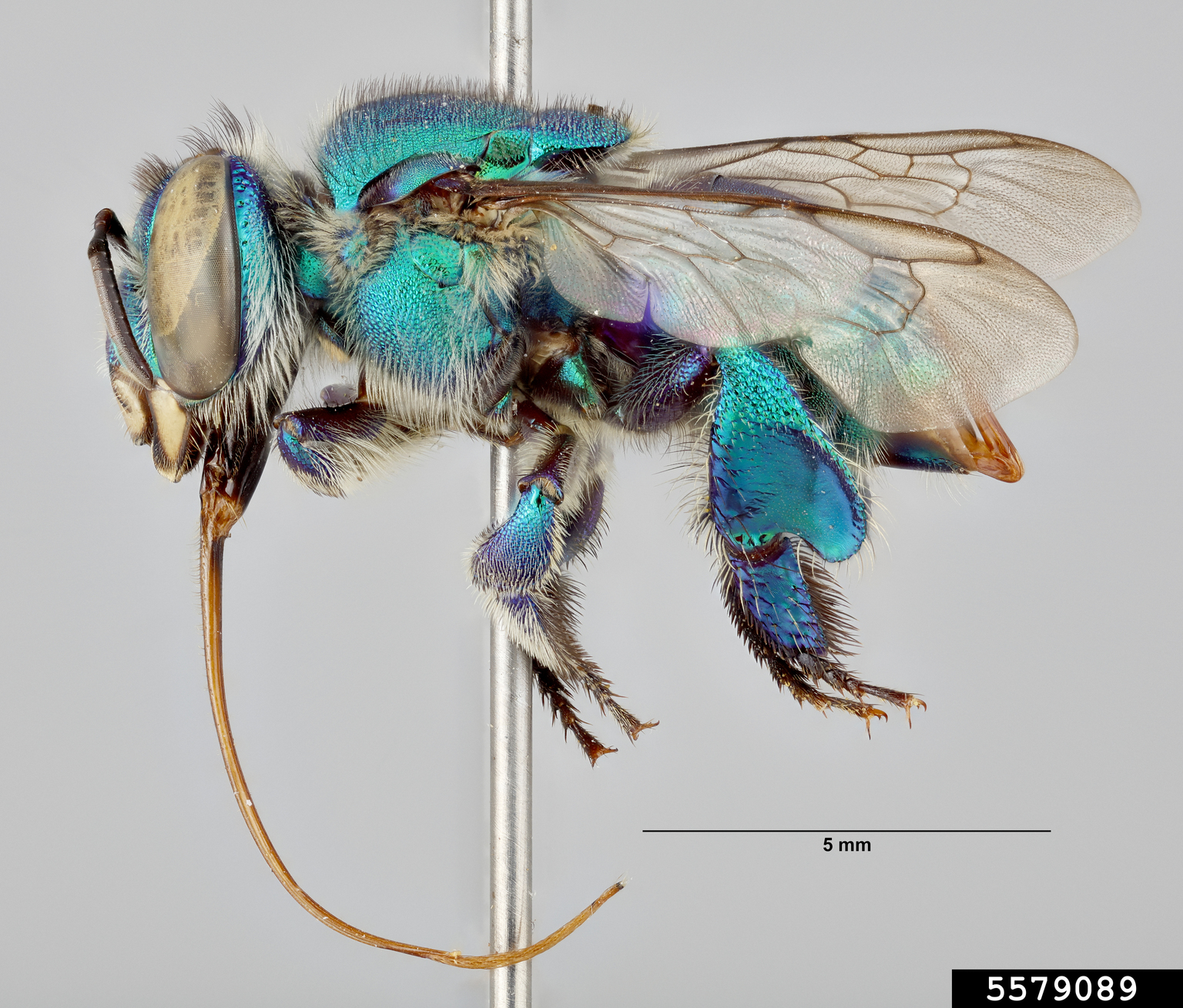 orchid bee (Euglossa viridissima Friese)