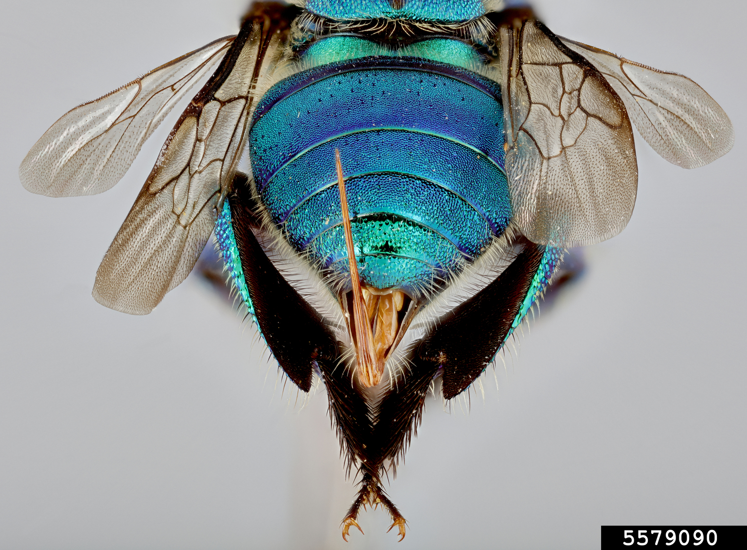 orchid bee (Euglossa viridissima Friese)