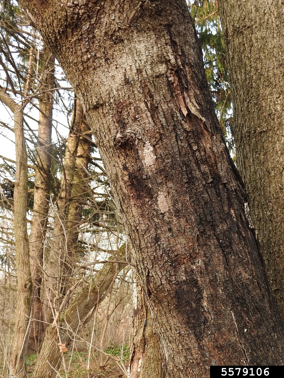 spotted lanternfly (Lycorma delicatula (White, 1845))