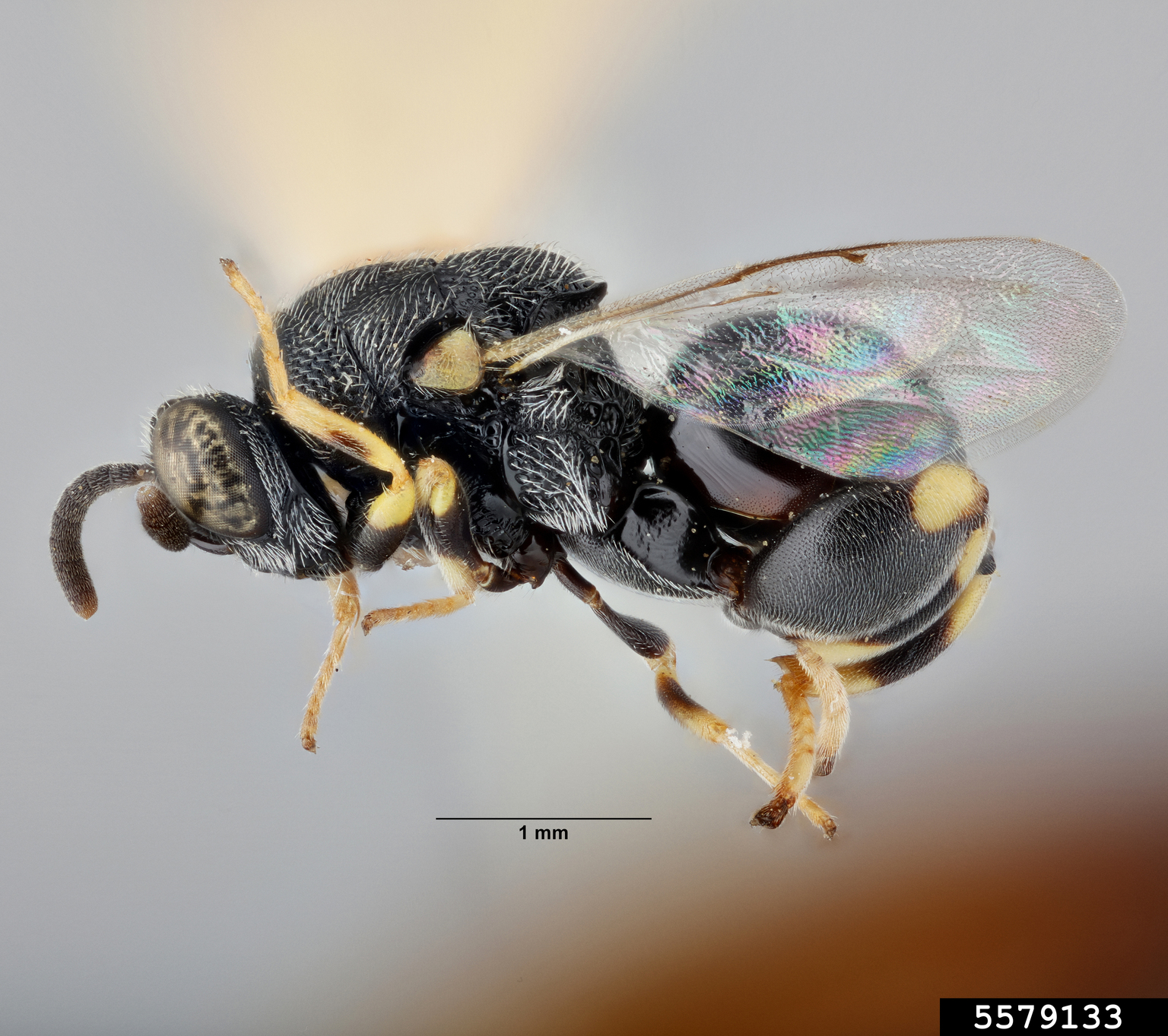 Chalcidid wasp (Brachymeria hammari (Crawford))