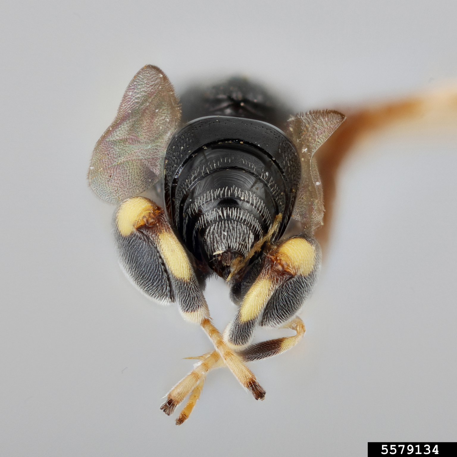 Chalcidid wasp (Brachymeria hammari (Crawford))