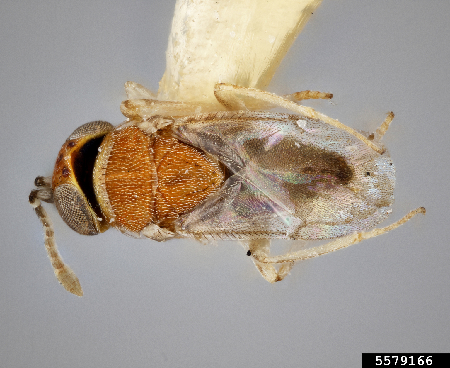 Encyrtid wasp (Anagyrus kamali)