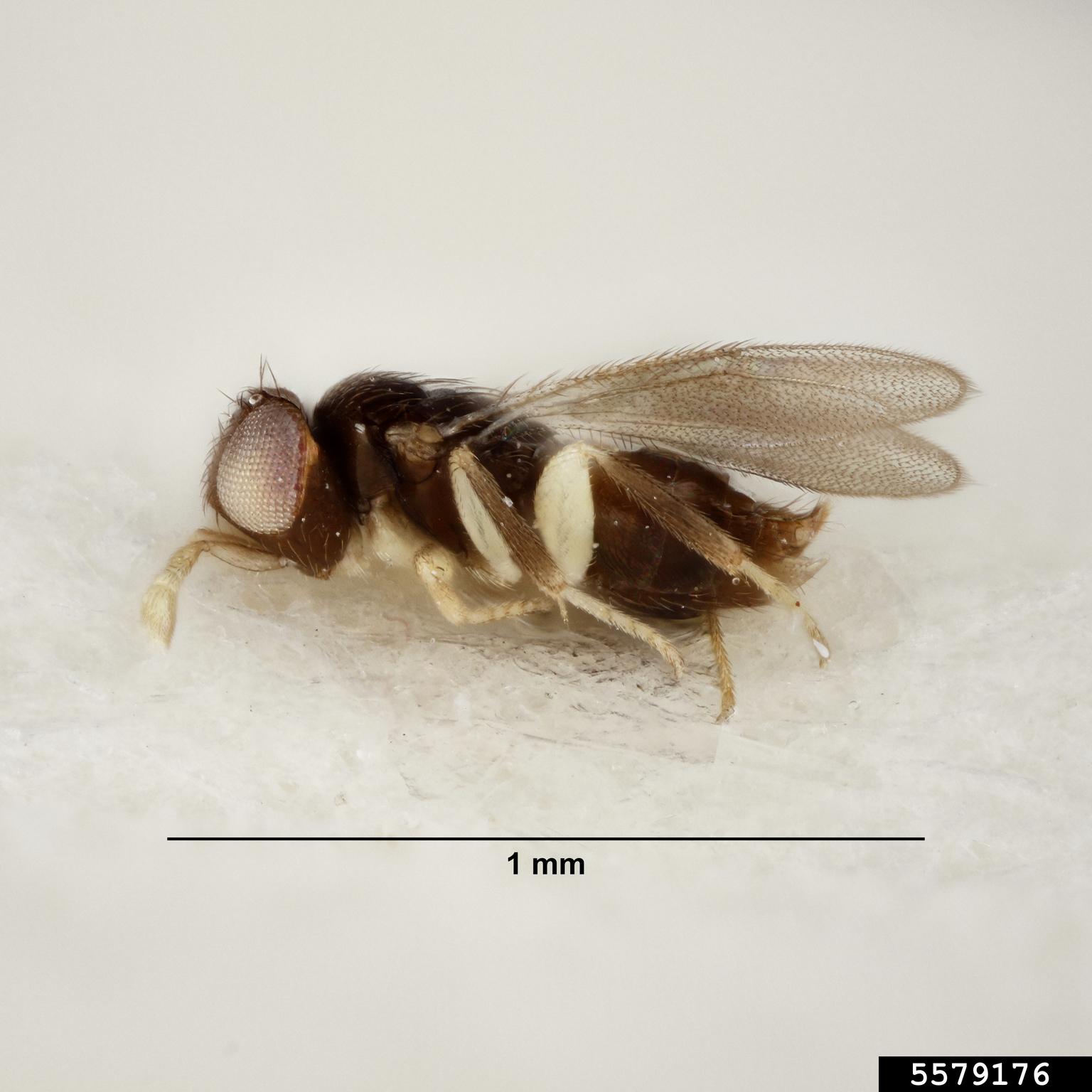 Chalcid wasp (Aphelinus varipes (Forster))