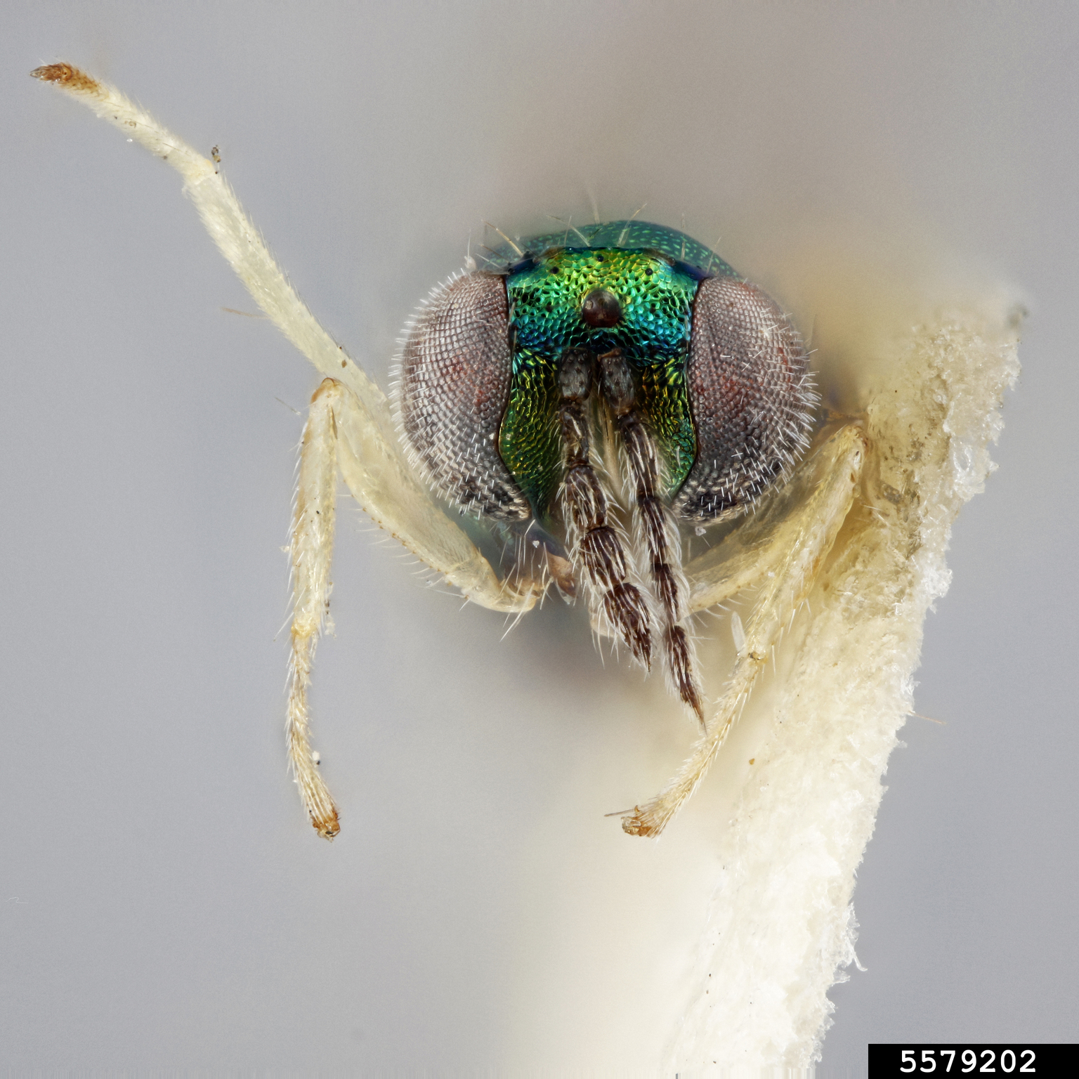 Eulophid wasp (Chrysocharis laricinellae (Ratzeburg, 1848))