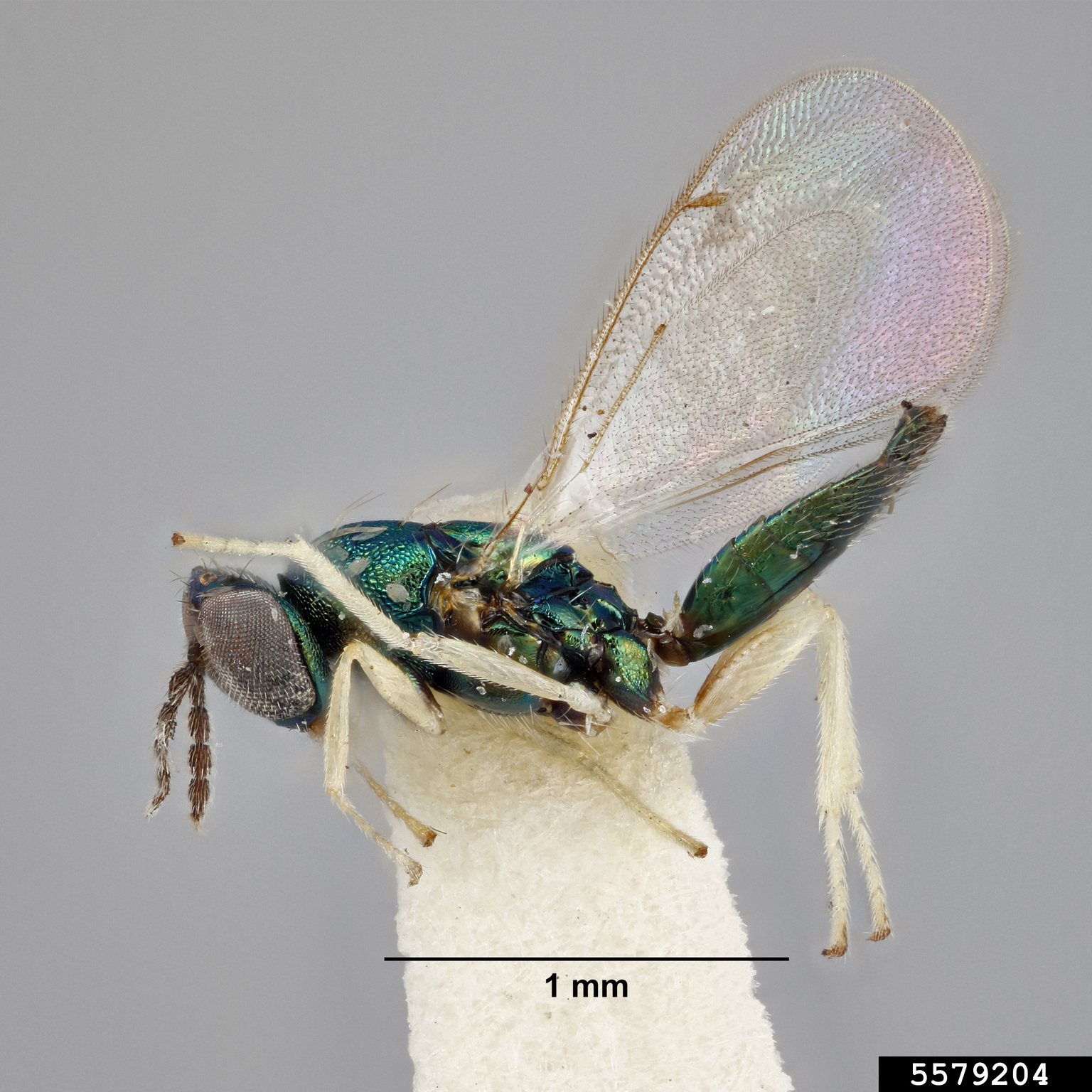 Eulophid wasp (Chrysocharis laricinellae)