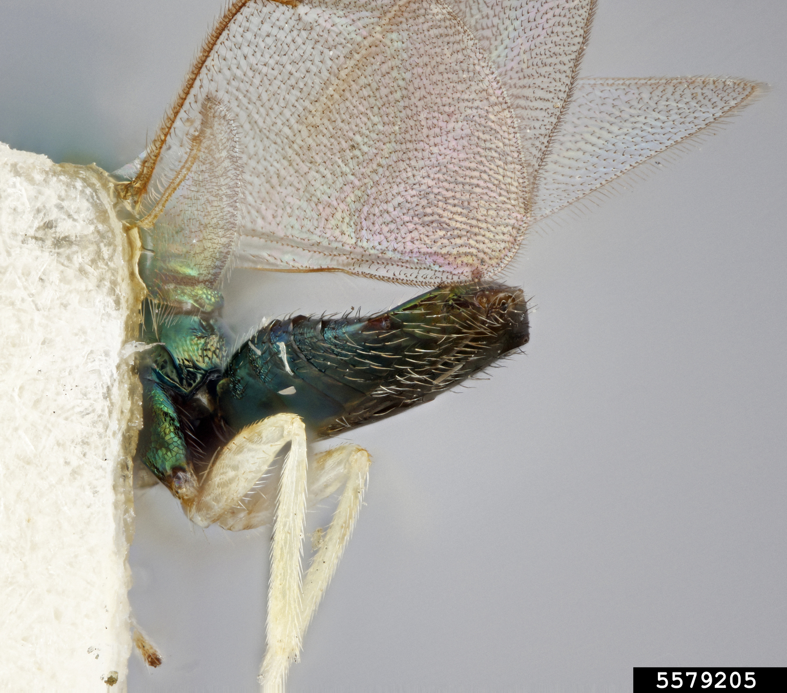 Eulophid wasp (Chrysocharis laricinellae (Ratzeburg, 1848))