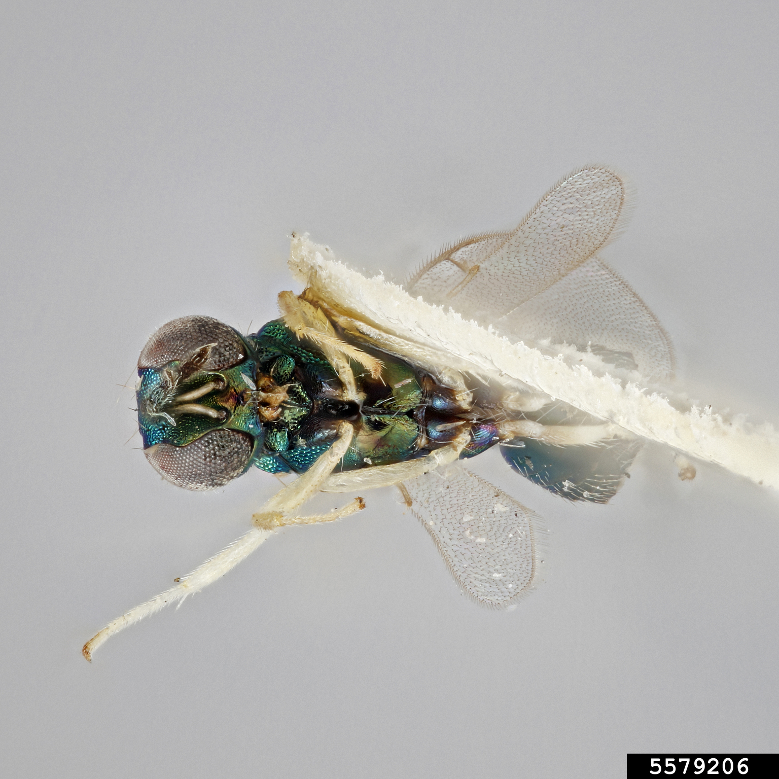 Eulophid wasp (Chrysocharis laricinellae)