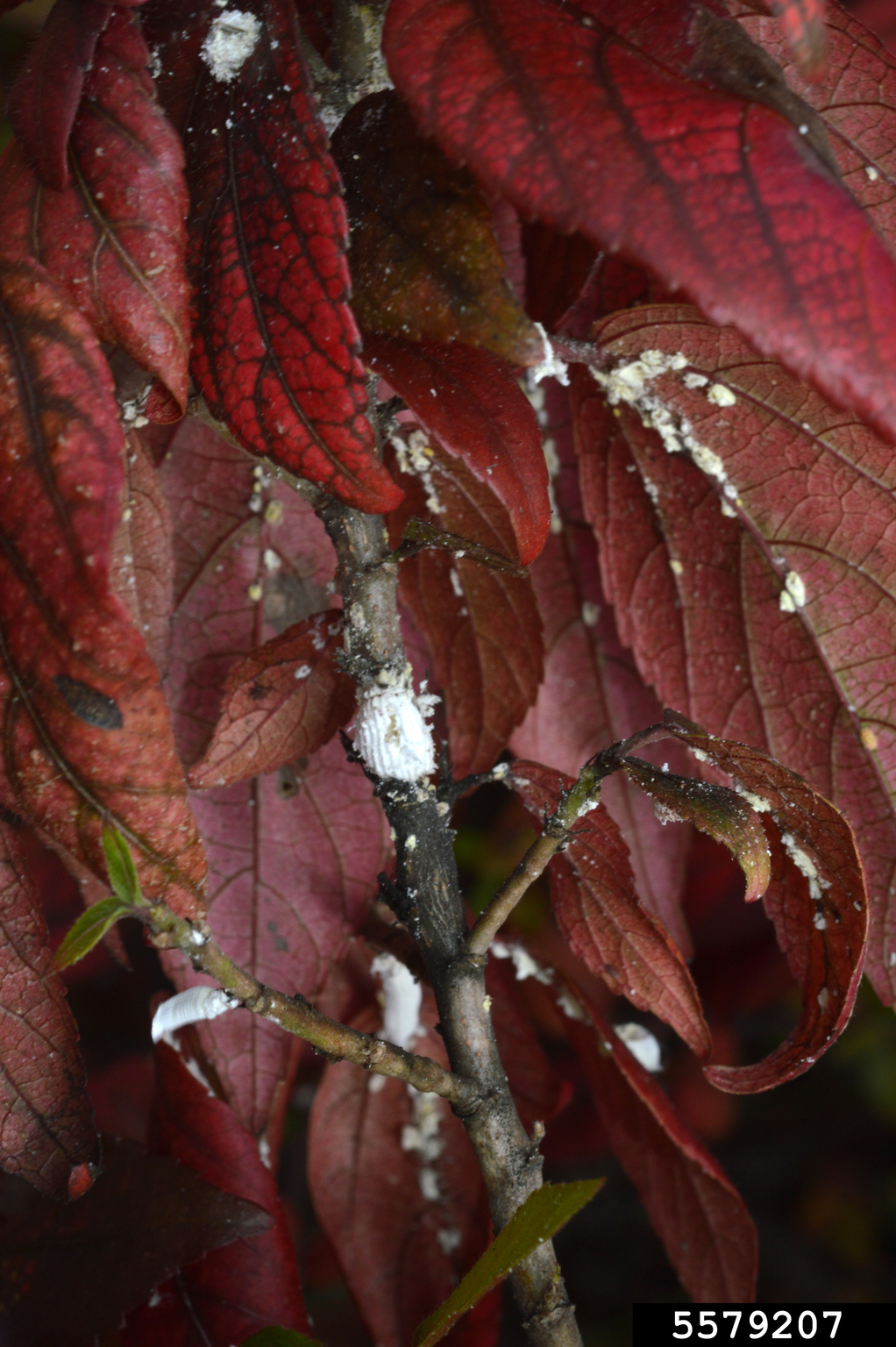 pink hibiscus mealybug (Maconellicoccus hirsutus)