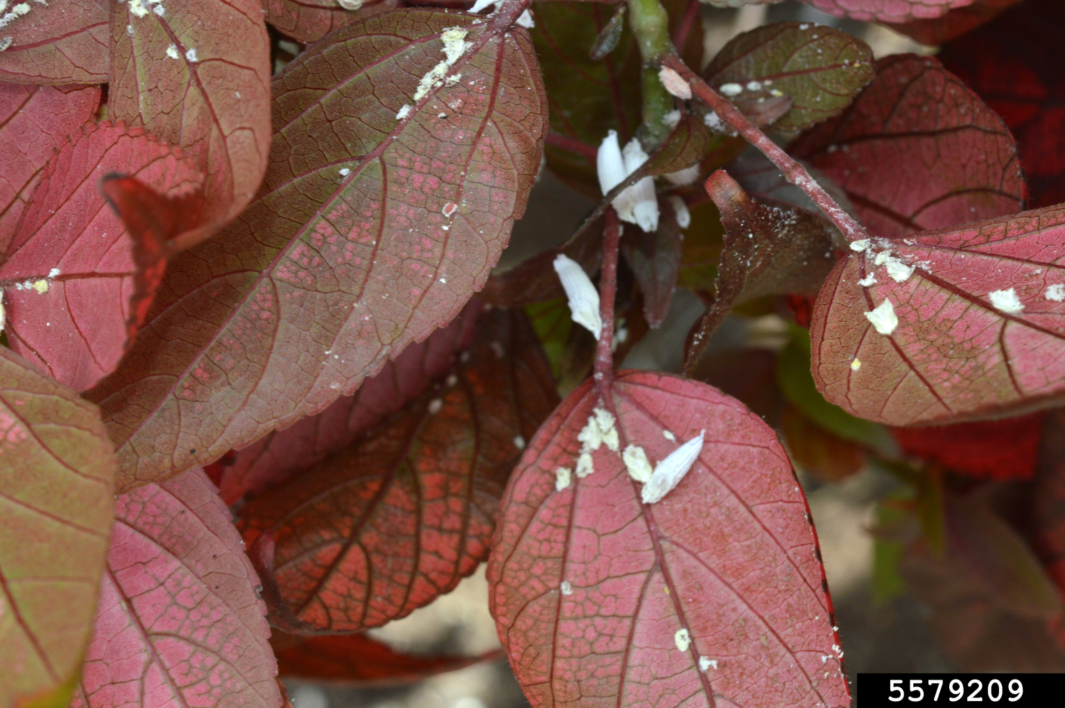 pink hibiscus mealybug (Maconellicoccus hirsutus (Green))