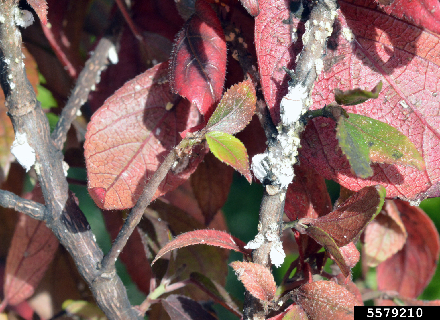 pink hibiscus mealybug (Maconellicoccus hirsutus)