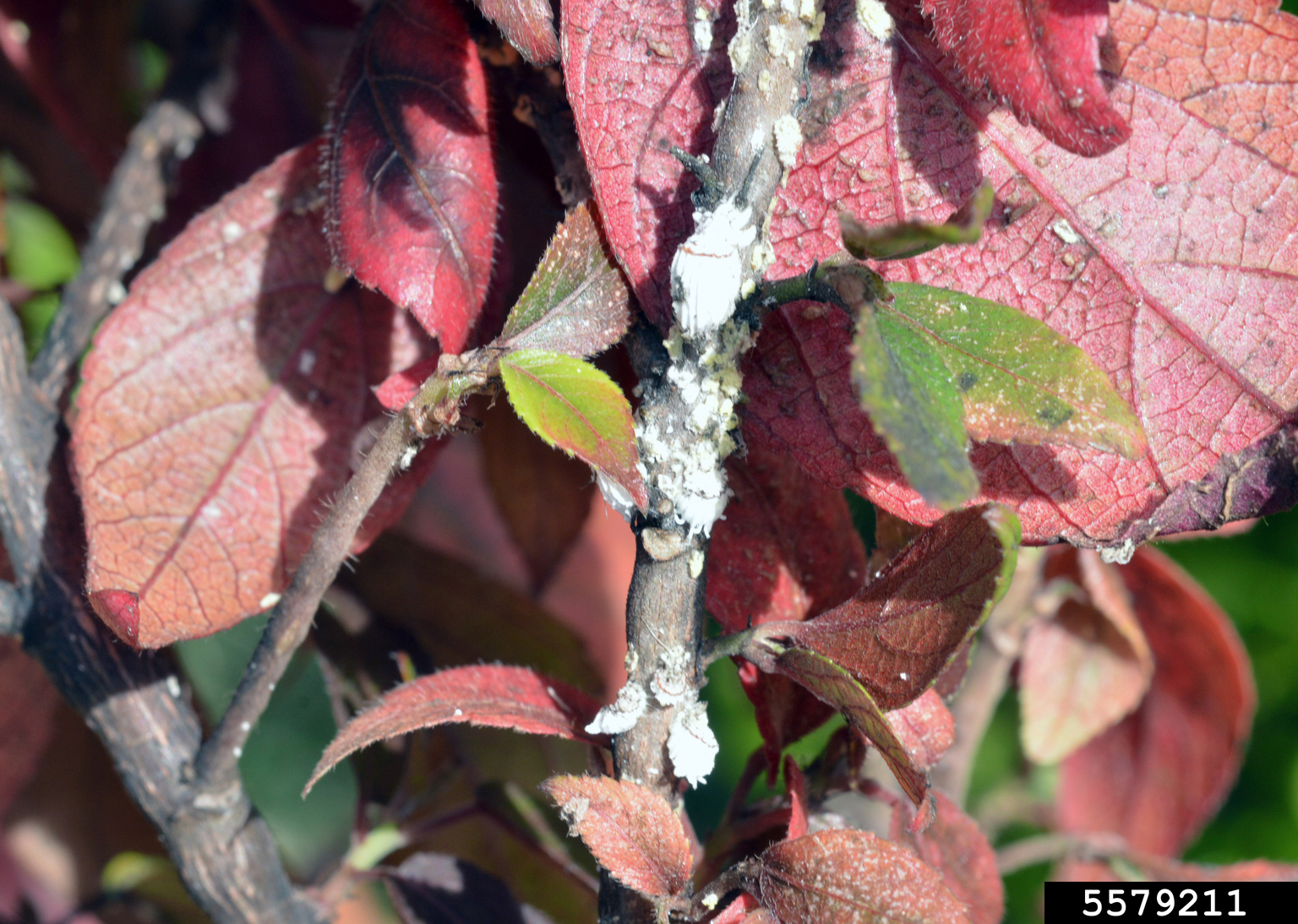 pink hibiscus mealybug (Maconellicoccus hirsutus)