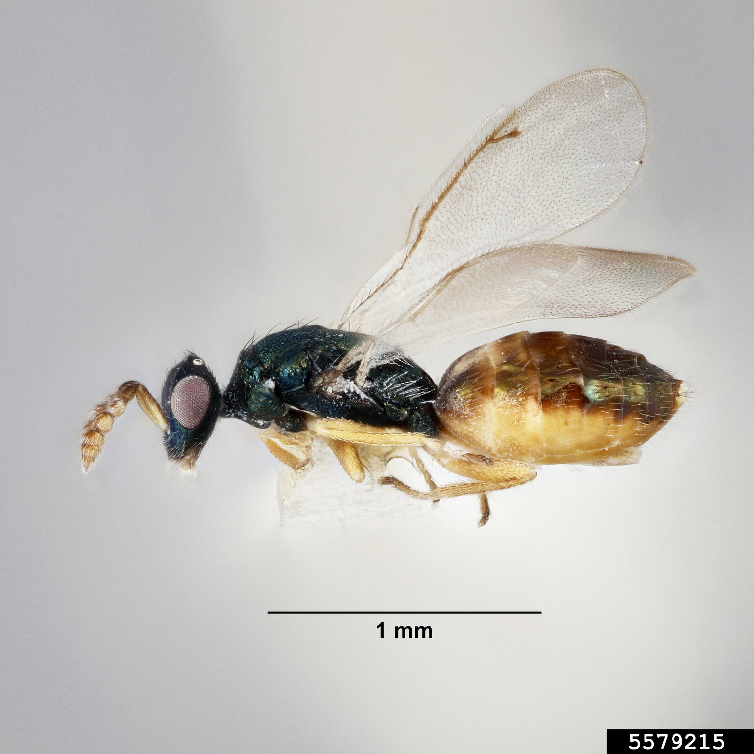 Eulophid wasp (Colpoclypeus florus)