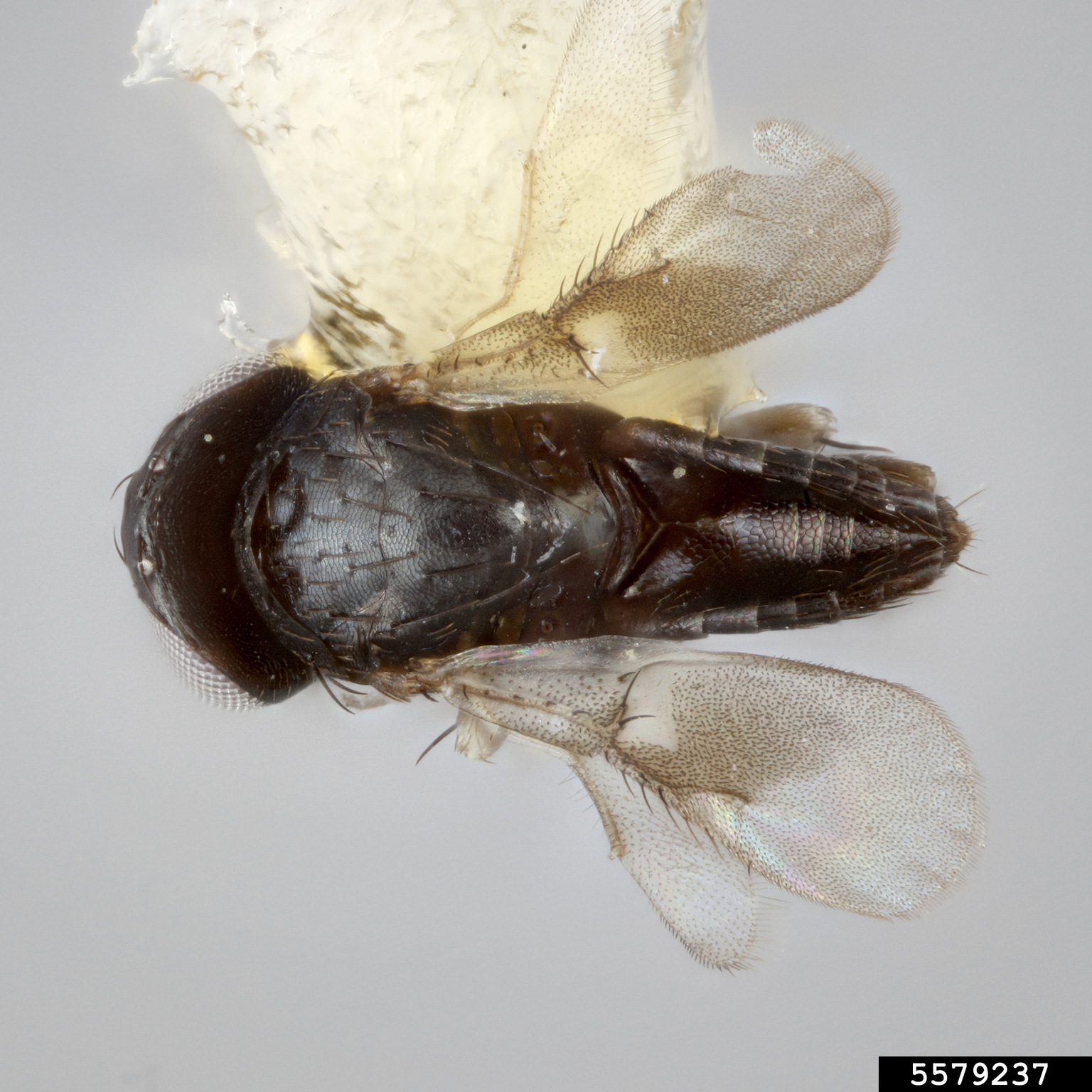 Chalcid wasp (Myiocnema comperei Ashmead)