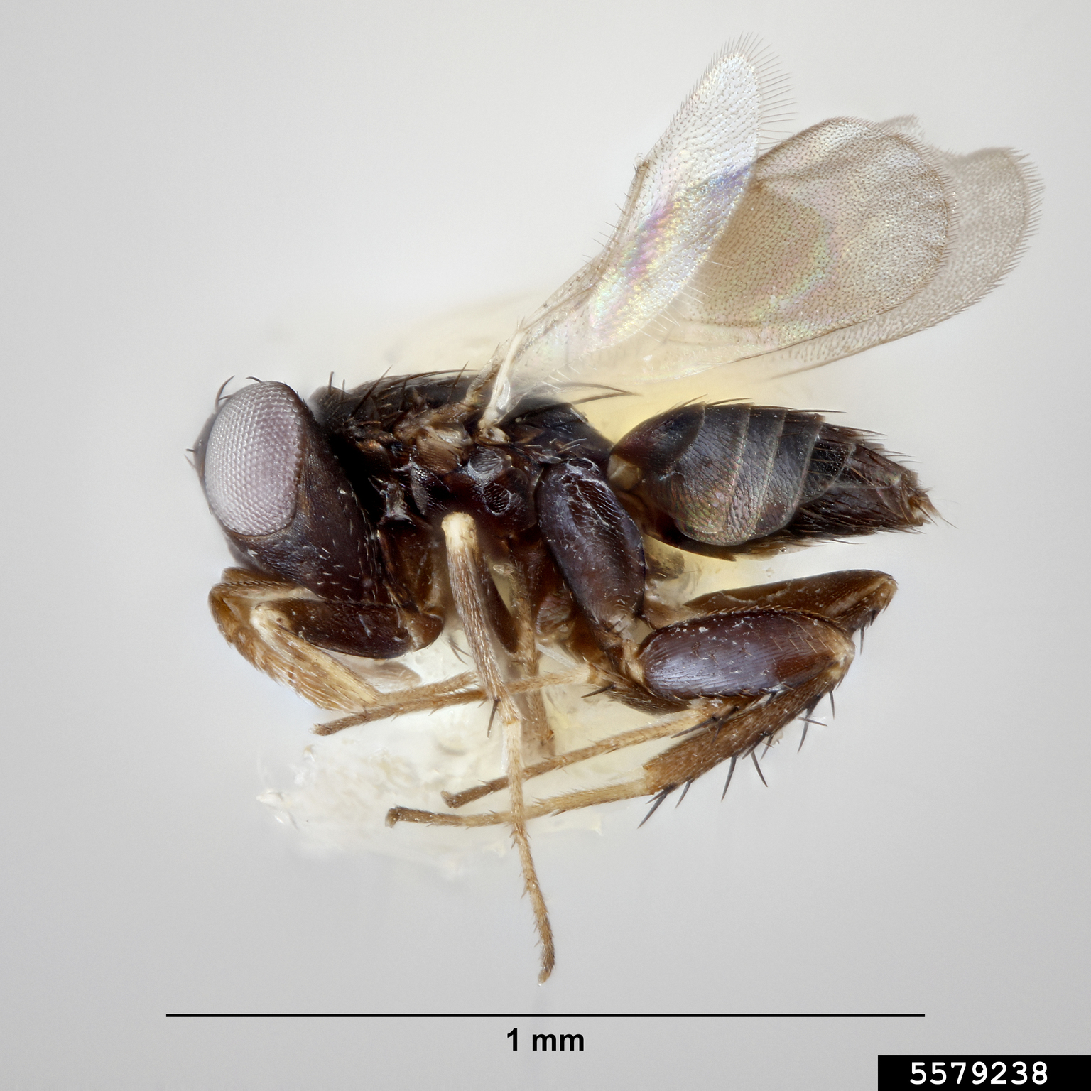 Chalcid wasp (Myiocnema comperei Ashmead)