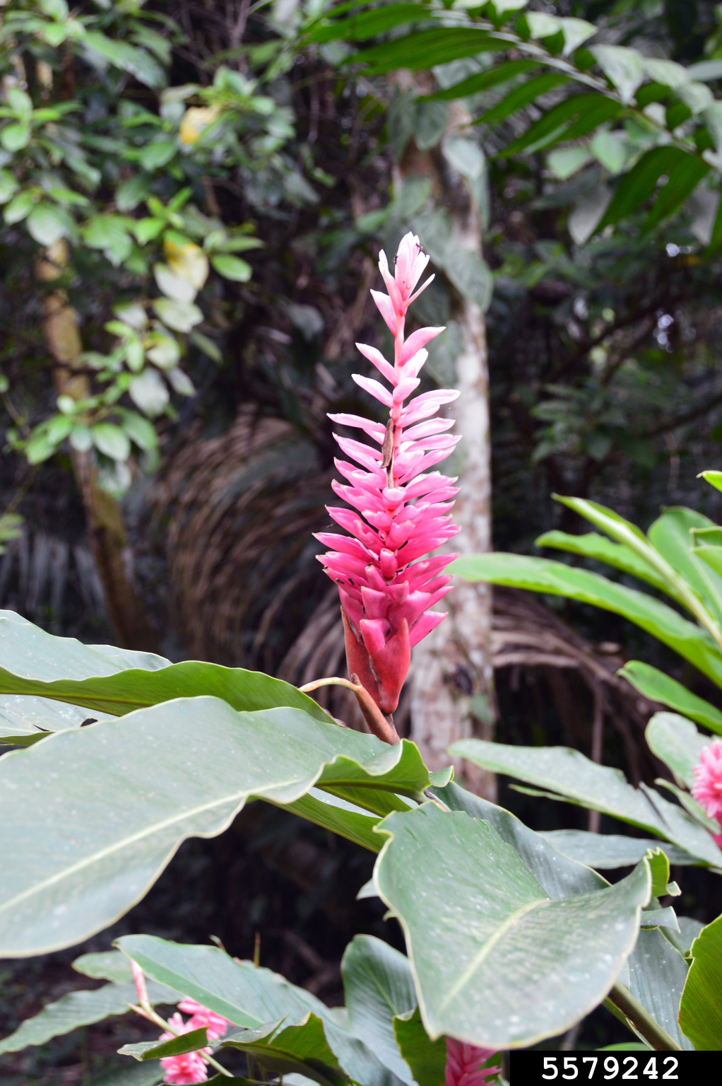 Zingiberales Ginger