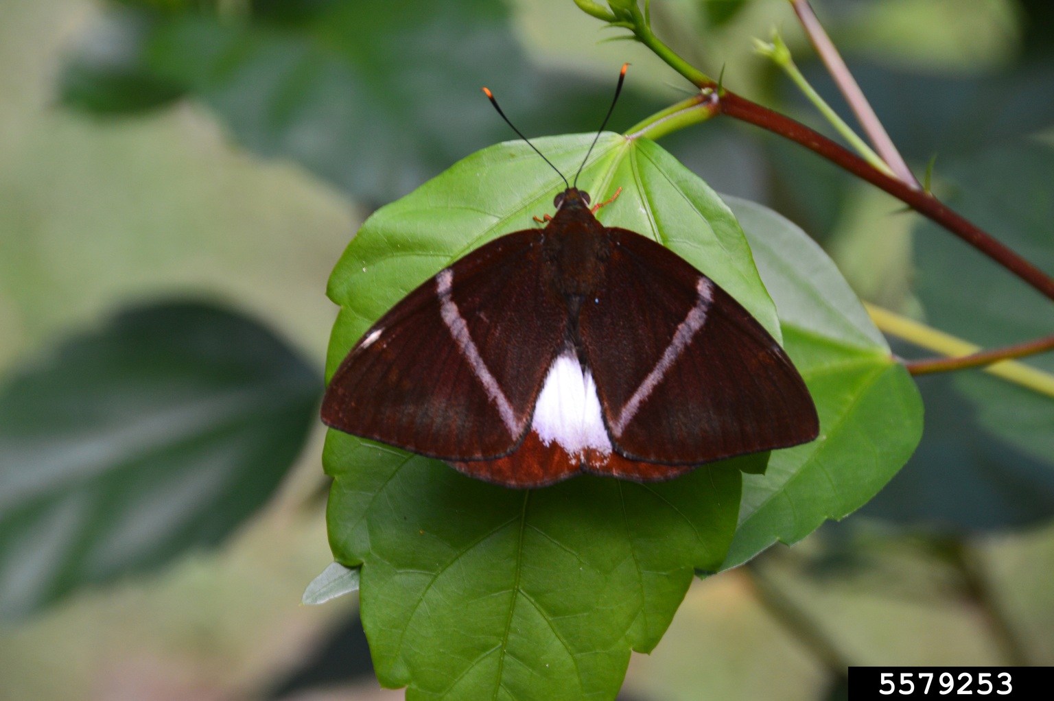 owl butterflies (Genus Caligo)
