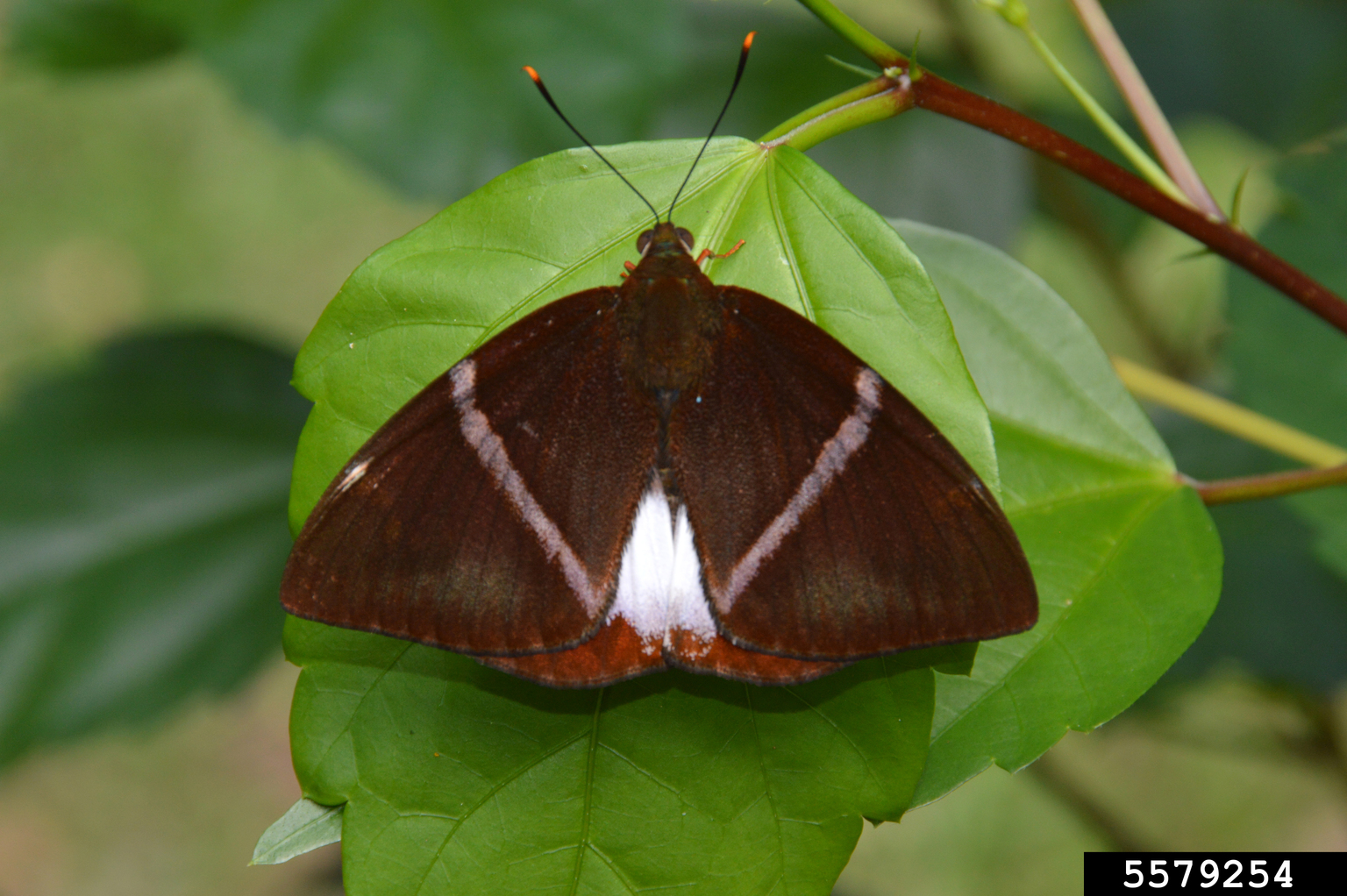 owl butterflies (Genus Caligo Hubner 1819)
