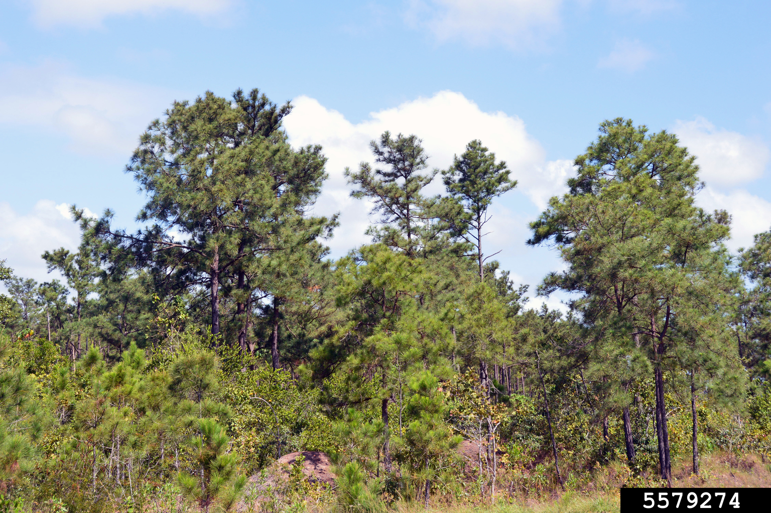 Caribbean pine (Pinus caribea)