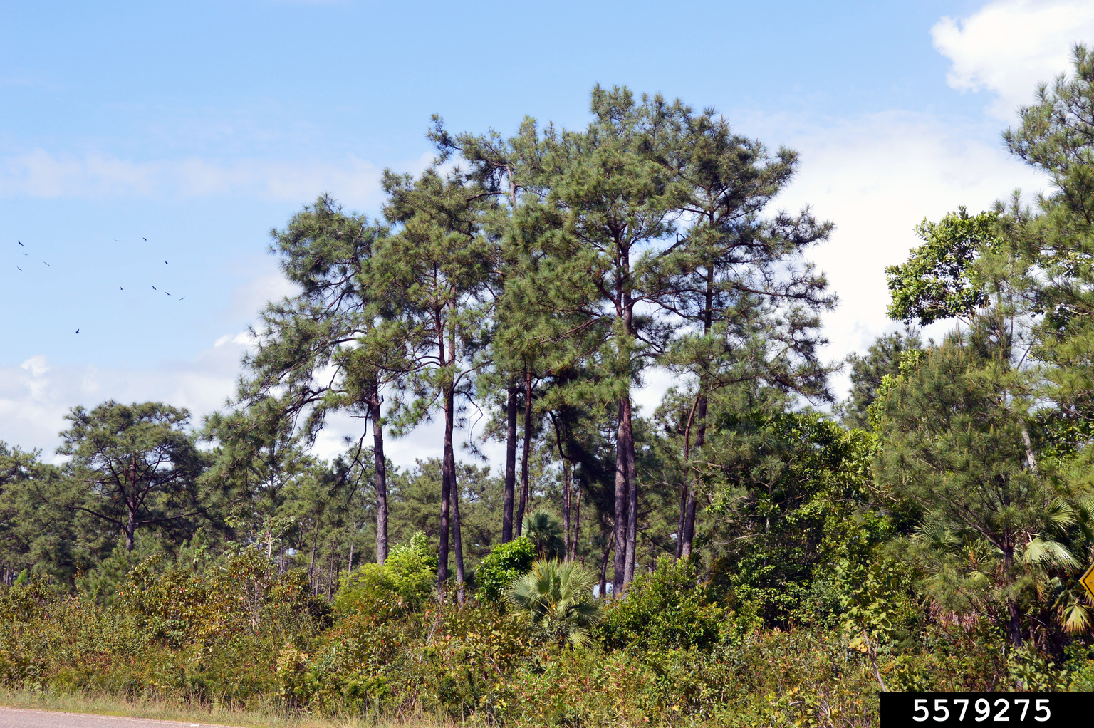 Caribbean pine (Pinus caribea L.)
