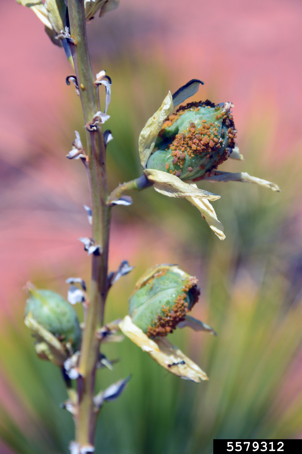 aphid (Aphis asclepiadis)