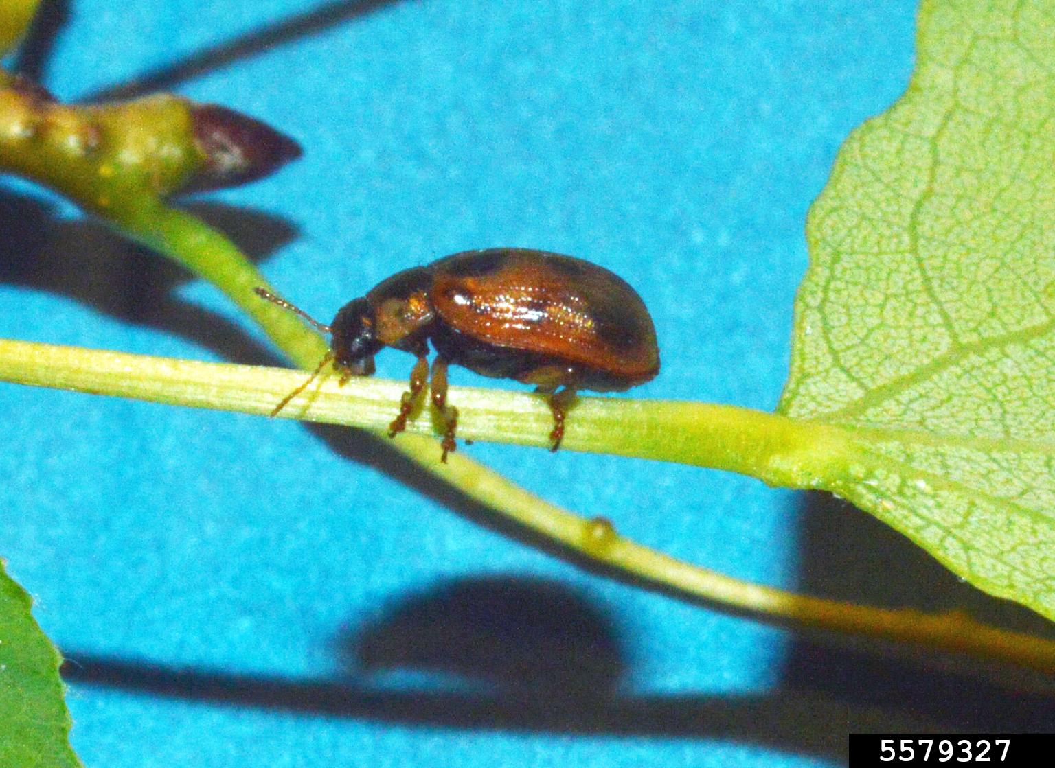 American aspen beetle (Gonioctena americana)