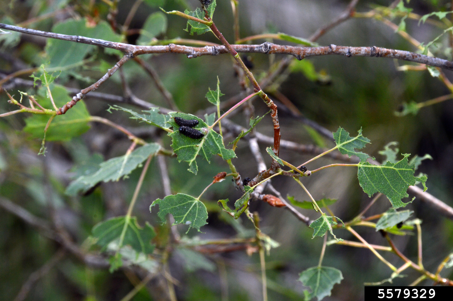 American aspen beetle (Gonioctena americana (Schaeffer, 1924))