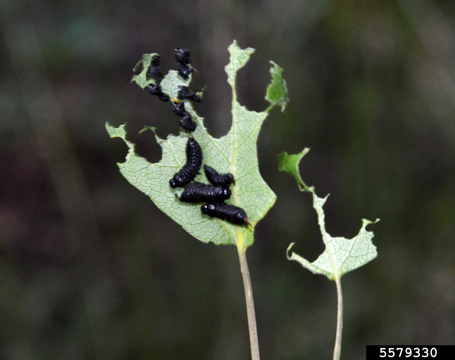 American aspen beetle (Gonioctena americana)