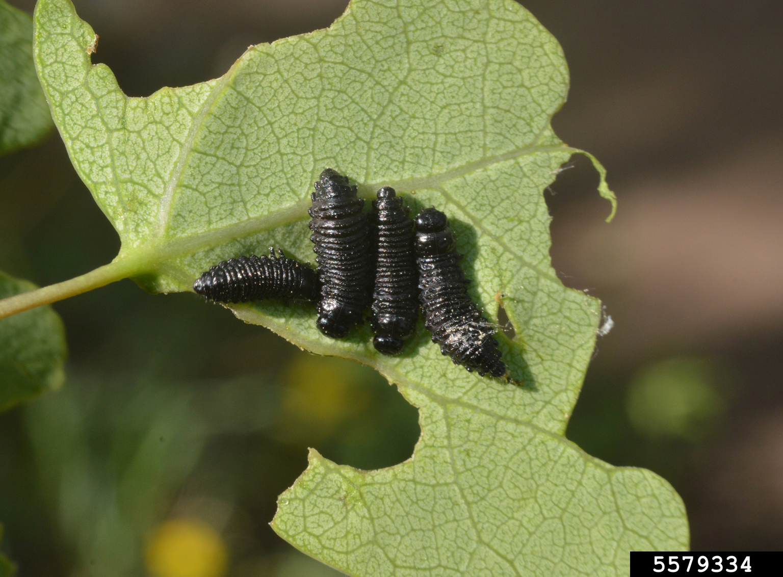 American aspen beetle (Gonioctena americana (Schaeffer, 1924))