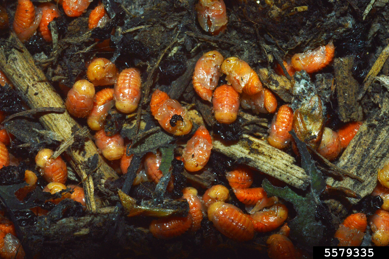 American aspen beetle (Gonioctena americana (Schaeffer, 1924))