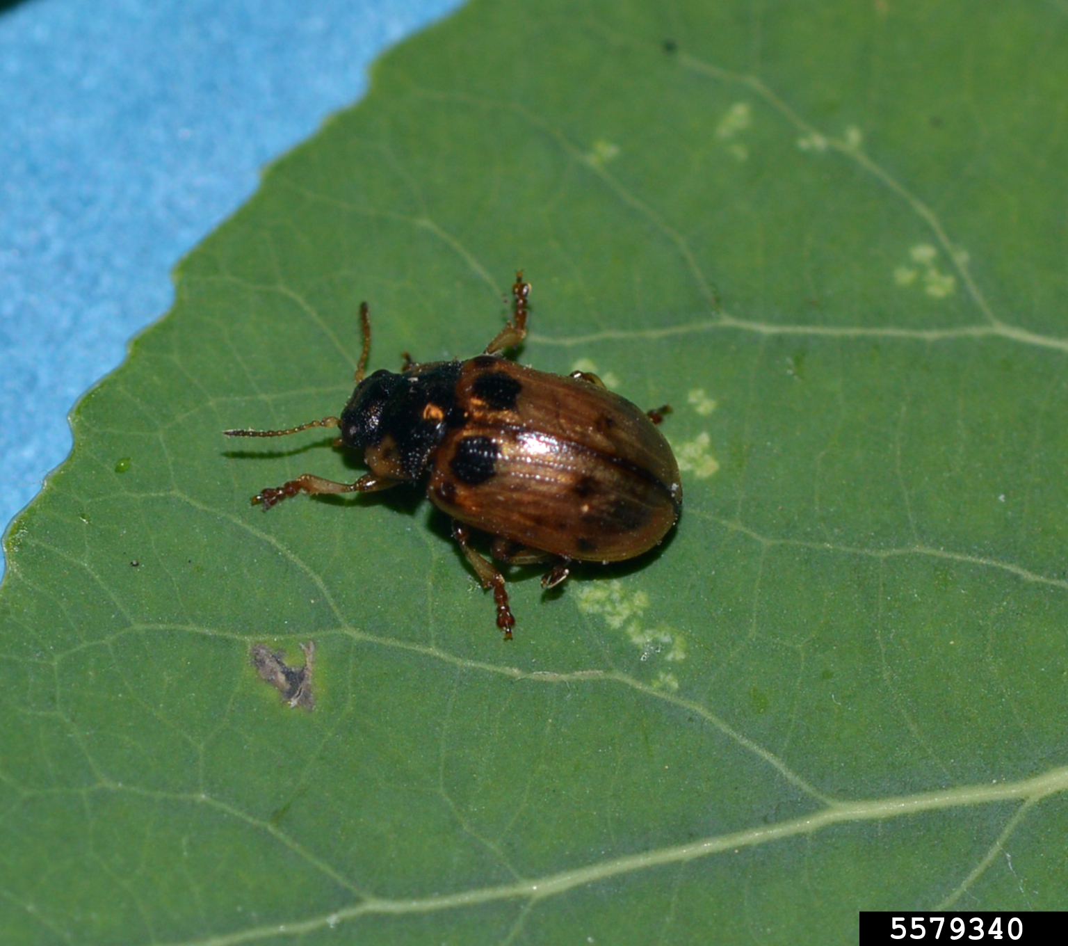 American aspen beetle (Gonioctena americana (Schaeffer, 1924))