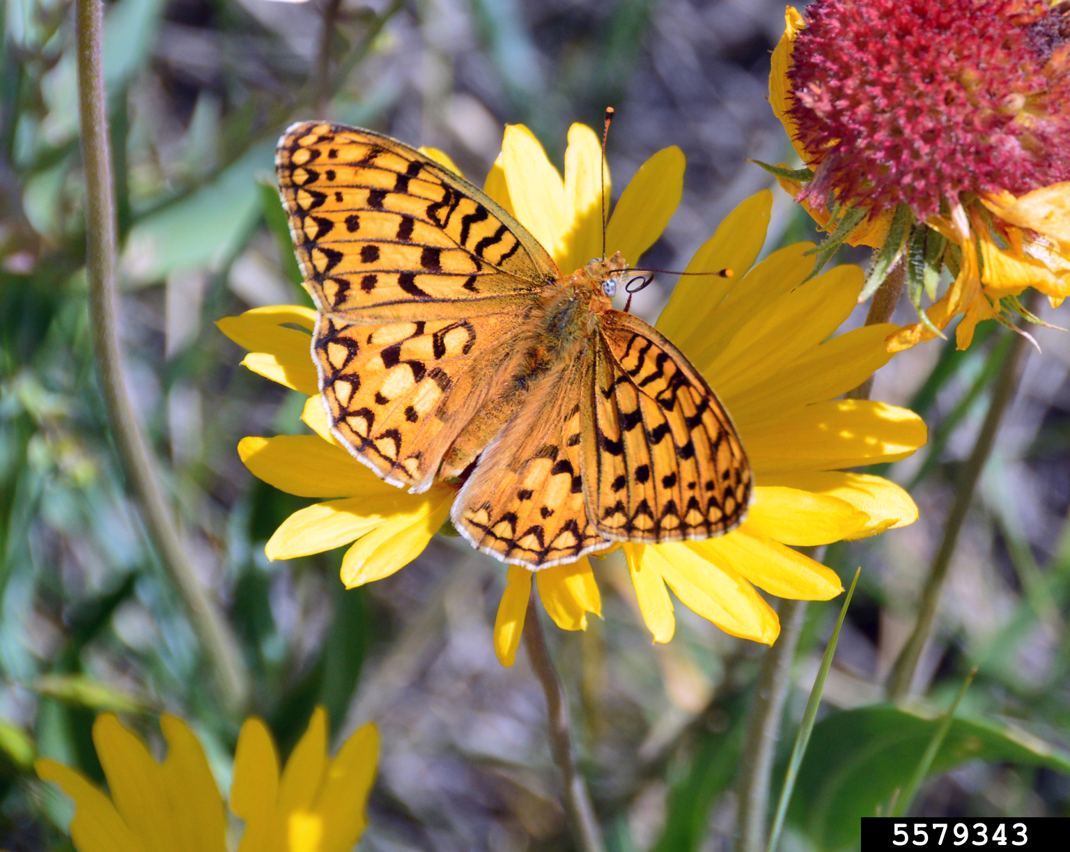 Mormon fritillary (Speyeria mormonia (Boisduval, 1869))