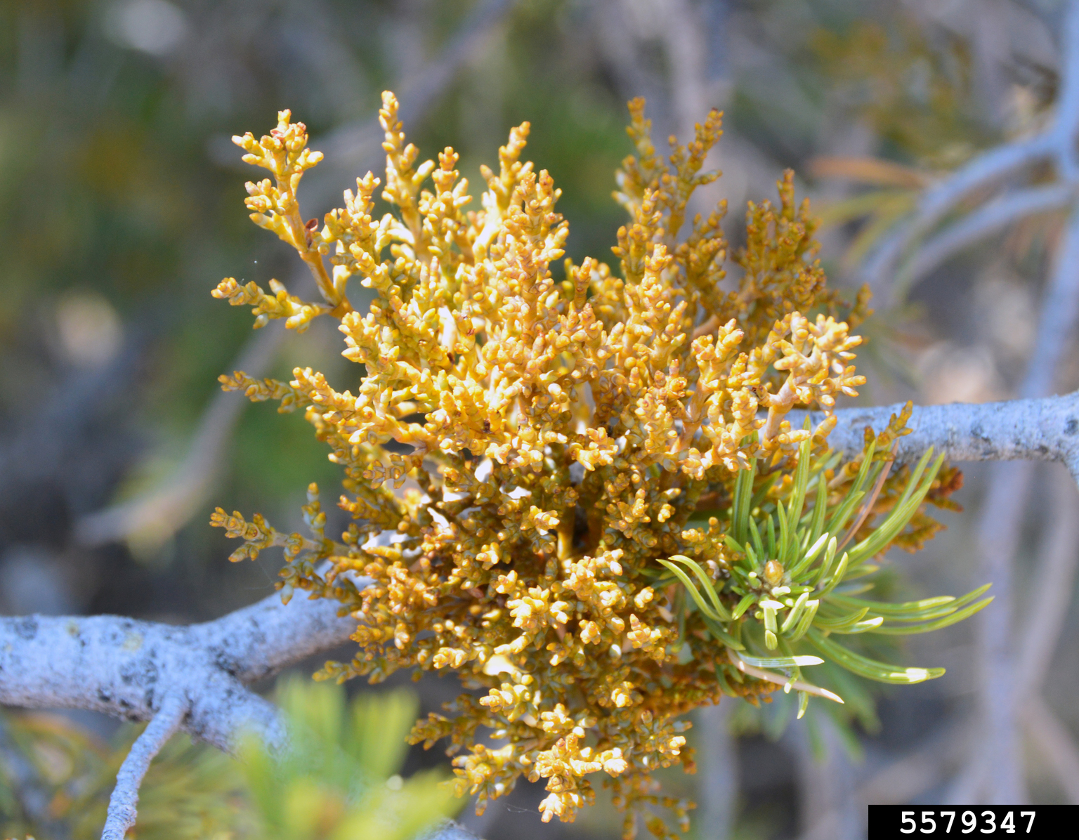 pinyon dwarf mistletoe (Arceuthobium divaricatum Englem.)