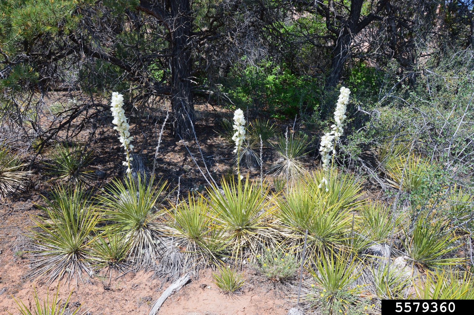 Spanish bayonet (Yucca harrimaniae)