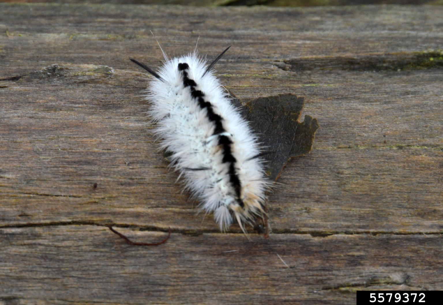 hickory tussock moth (Lophocampa caryae Harris, 1841)