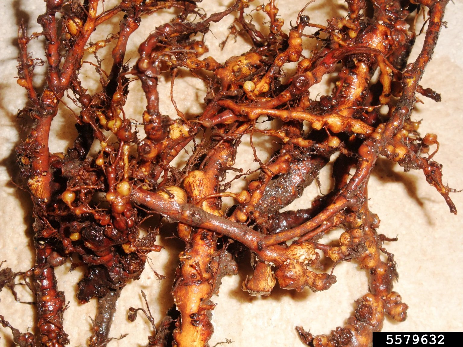 root-knot nematode (Meloidogyne spp. ) on edible fig (Ficus carica ...