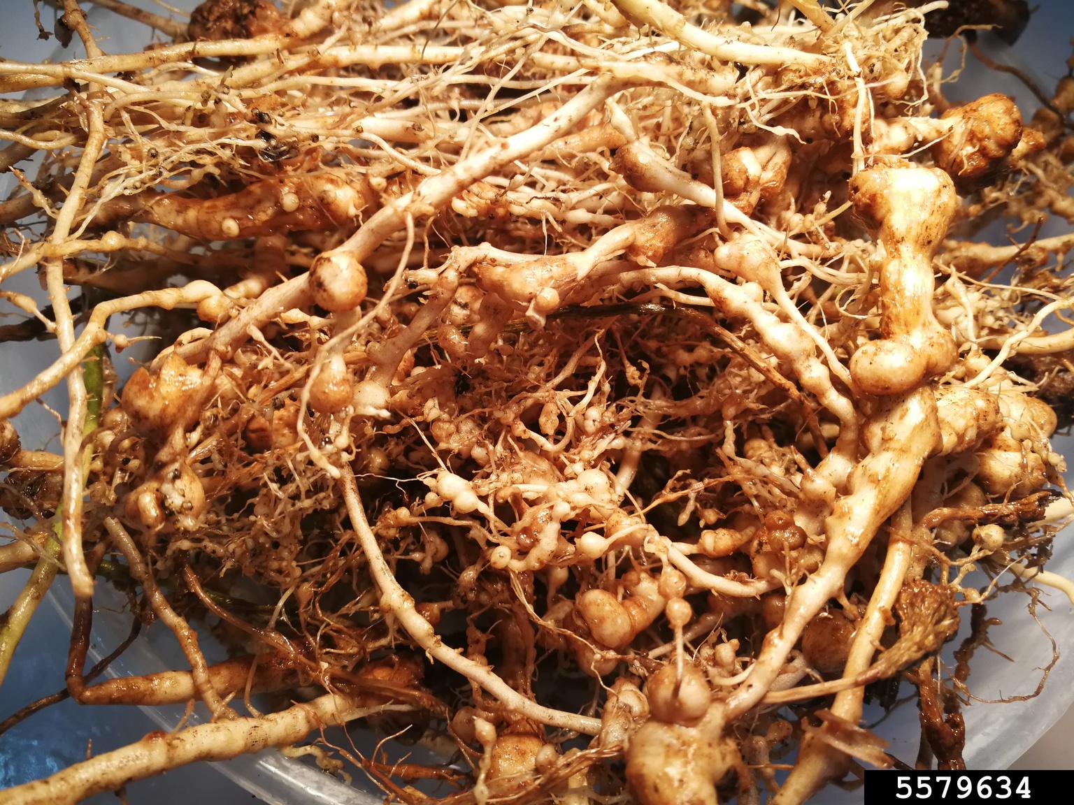 Root knot Nematode Genus Meloidogyne Root knot Nematode Genus Meloidogyne