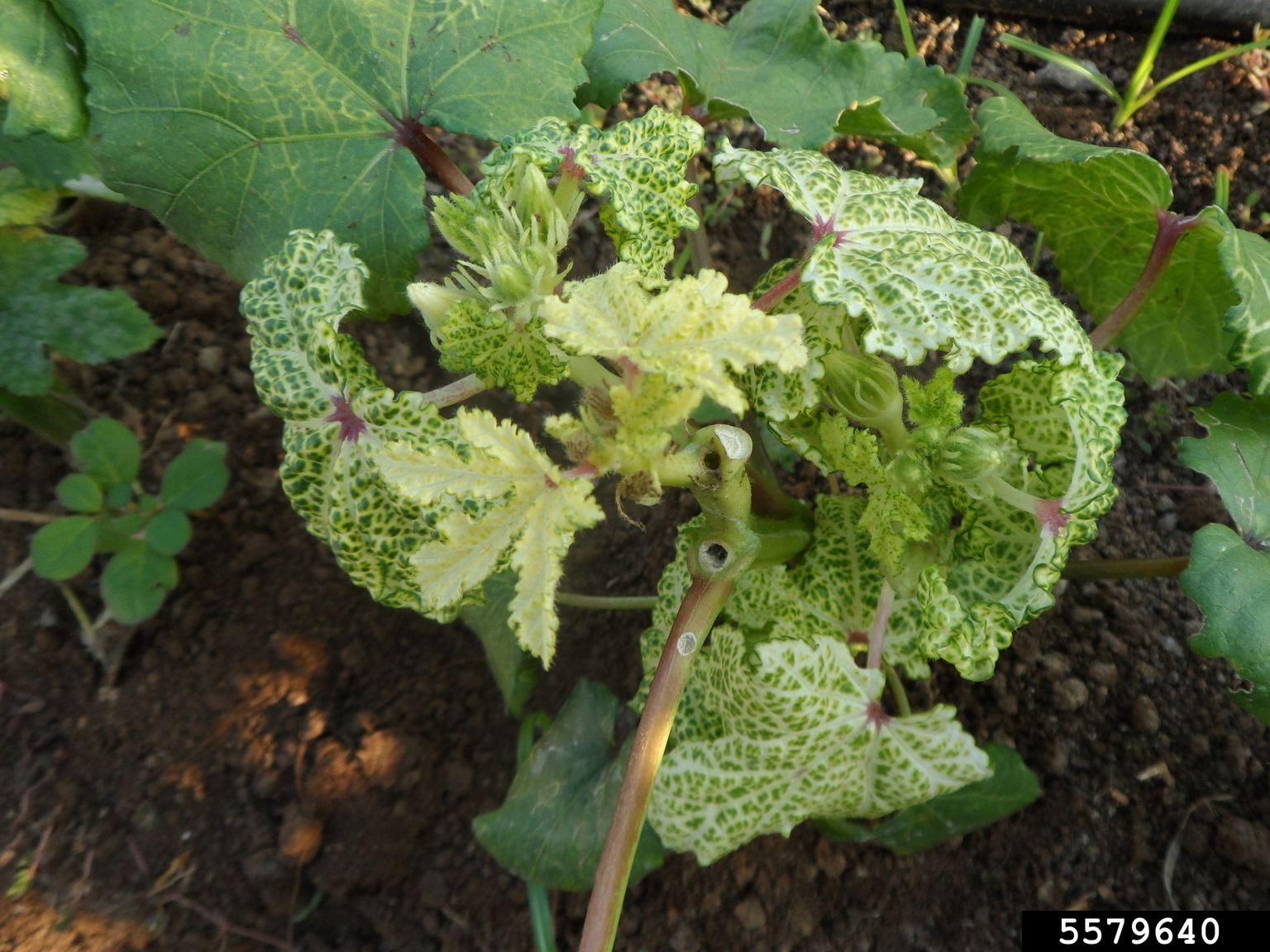 Bhendi yellow vein mosaic virus (BYVMV) (Begomovirus BYVMV ) on okra ...
