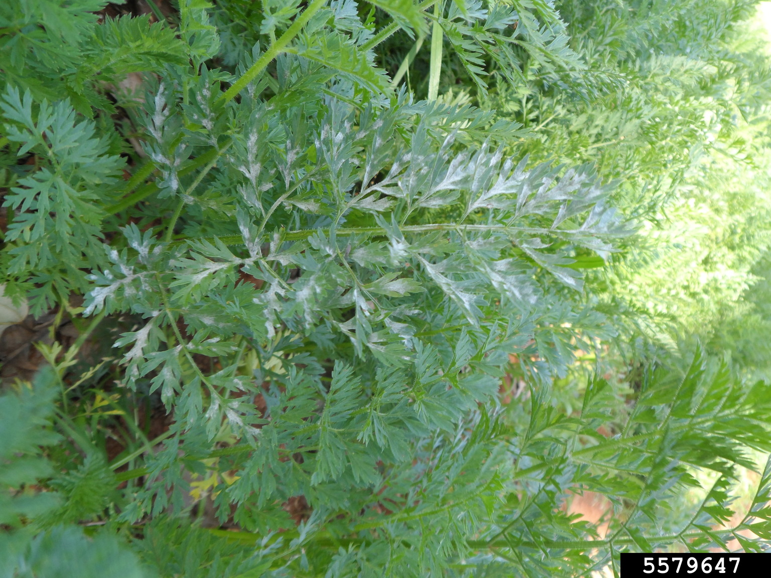 powdery mildews (Family Erysiphaceae)