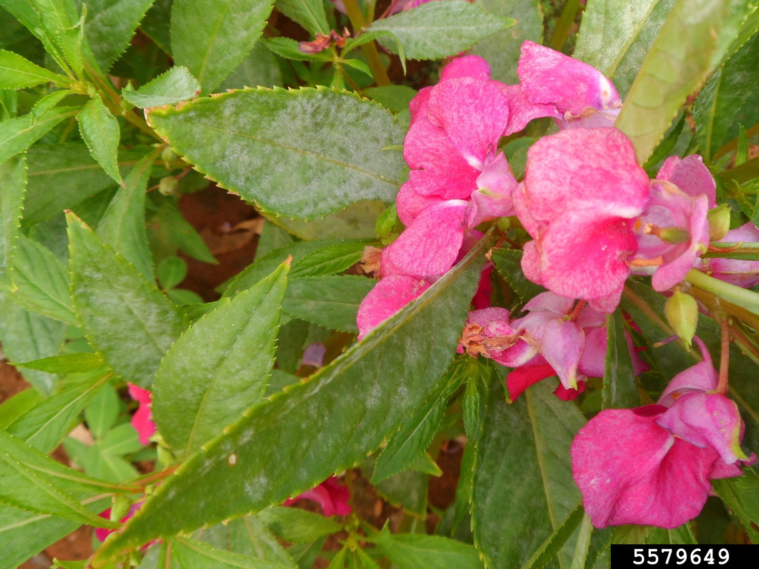 powdery mildew (Podosphaera balsaminae (Wallr.) Kari ex L. Junell)