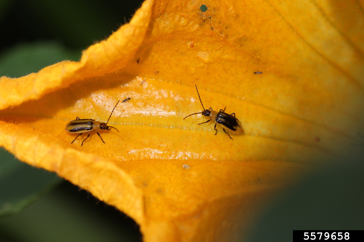 corn rootworm (Diabrotica virgifera LeConte, 1868)